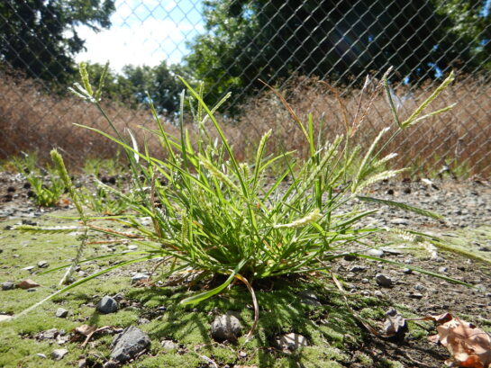 30 Incredible Benefits of Goosegrass (Eleusine indica)