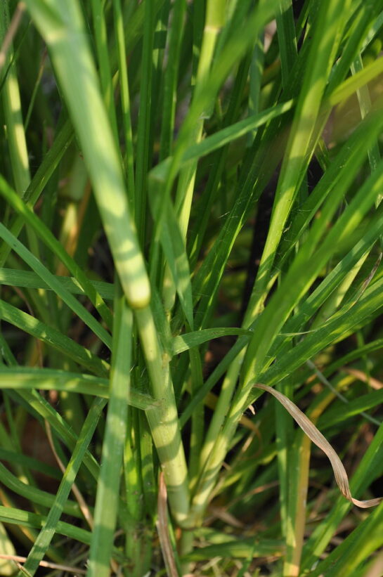 30 Incredible Benefits of Goosegrass (Eleusine indica)